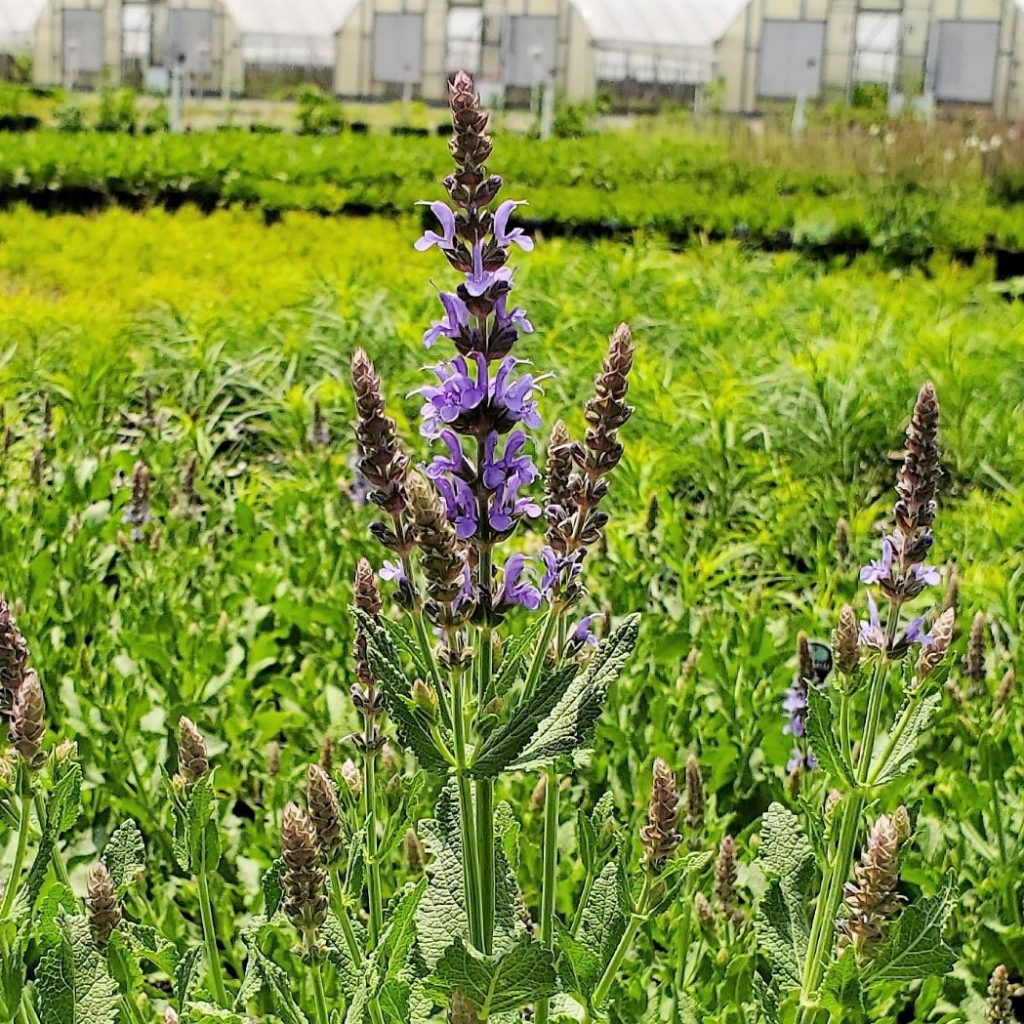 Salvia ‘Blue Hill’ (Meadow Sage) - Cavano’s Perennials