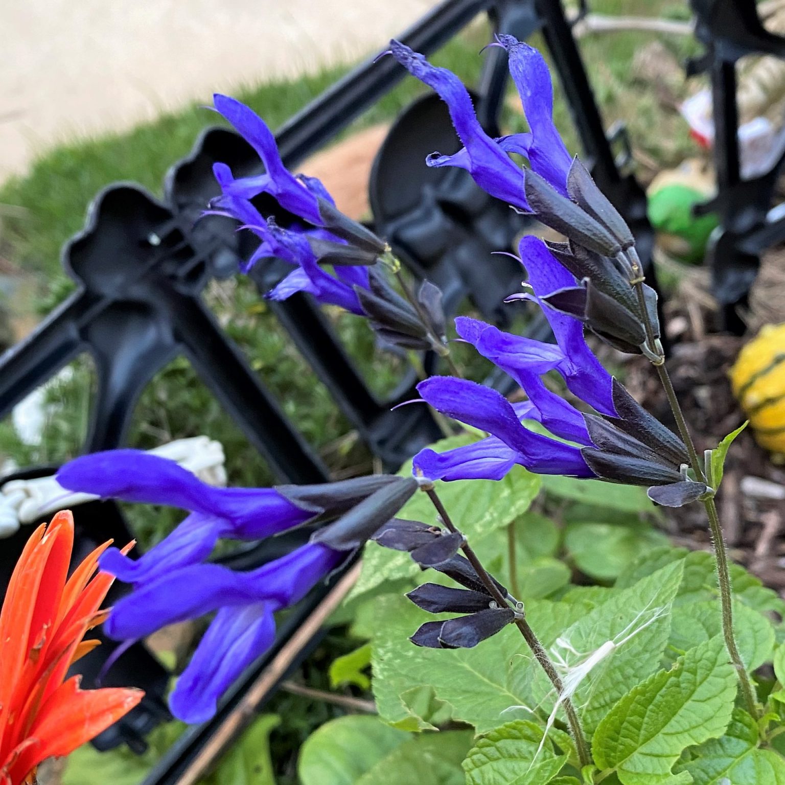 Salvia g. ‘Black and Blue’ (Sage) - Cavano's Perennials