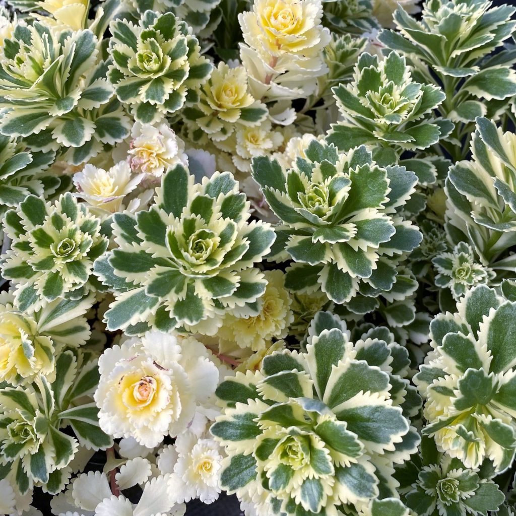 Sedum tak. ‘Atlantis’ (Stonecrop) - Cavano’s Perennials