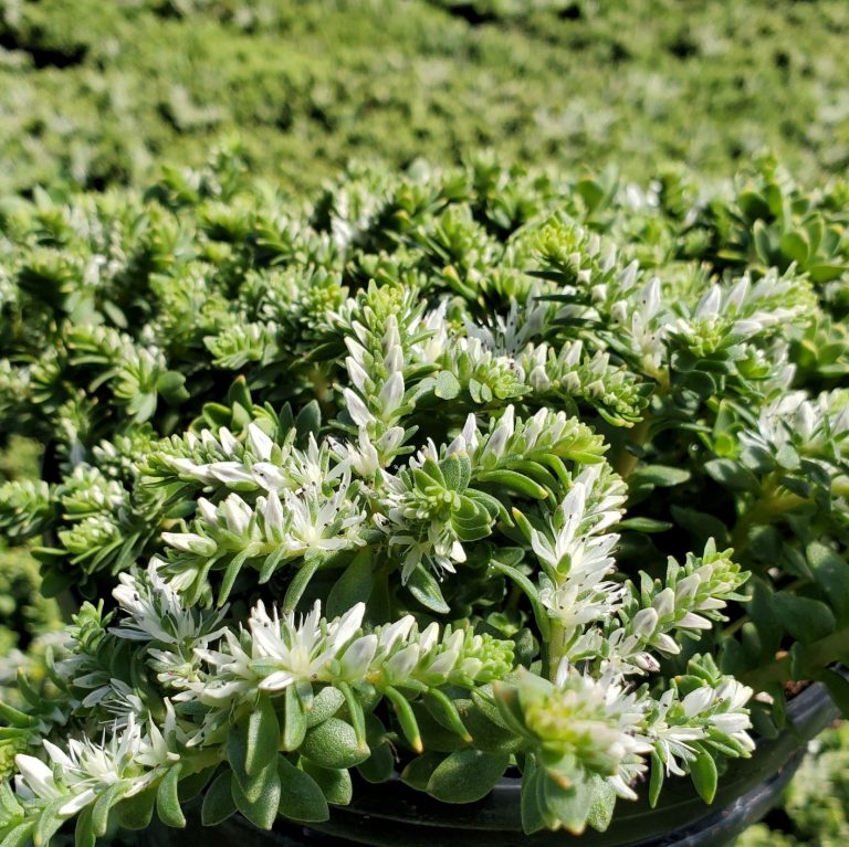 Sedum ter. ‘Larinem Park’ (Stonecrop) - Cavano's Perennials