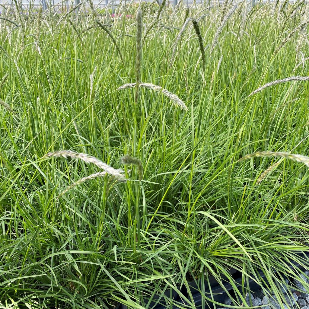 Sesleria autumnalis (Autumn Moor Grass) - Cavano's Perennials
