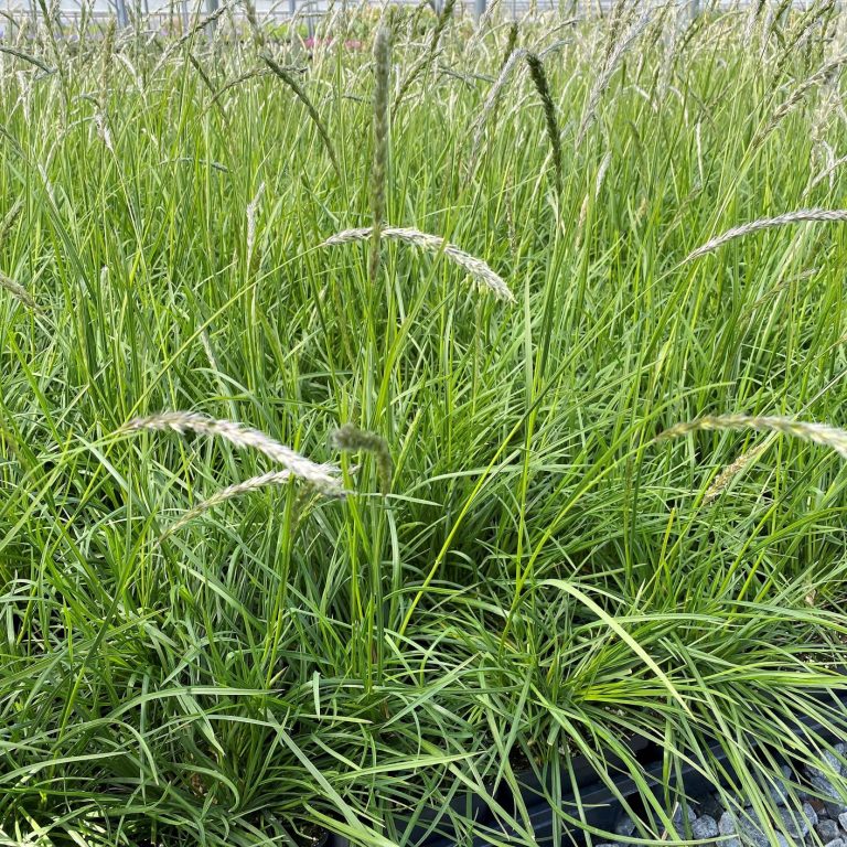 Sesleria autumnalis (Autumn Moor Grass) - Cavano’s Perennials