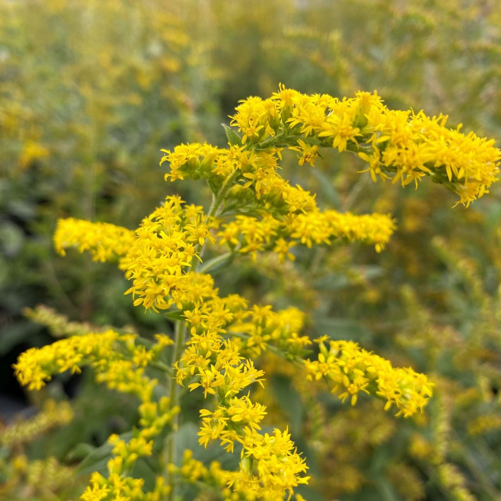 Solidago rugosa ‘Fireworks’ (Goldenrod) - Cavano's Perennials