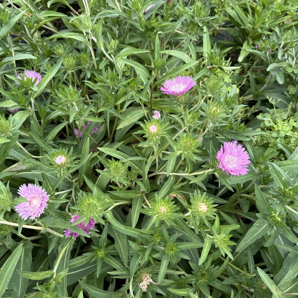 Stokesia ‘Colorwheel’ (Stokes’ Aster) - Cavano's Perennials