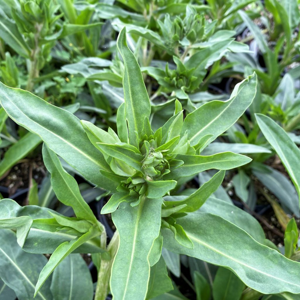 Stokesia ‘Colorwheel’ (Stokes’ Aster) - Cavano's Perennials