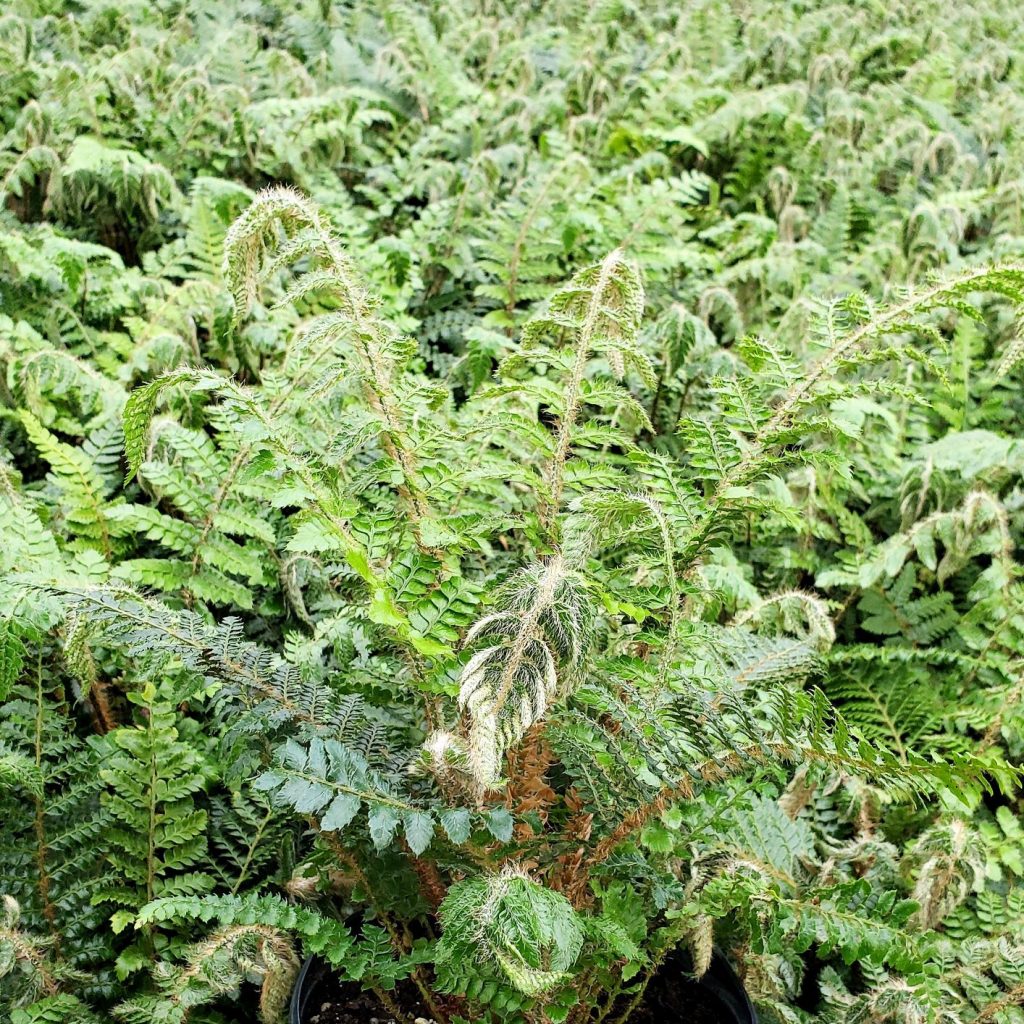 Polystichum polyblepharum (Tassel Fern) - Cavano's Perennials