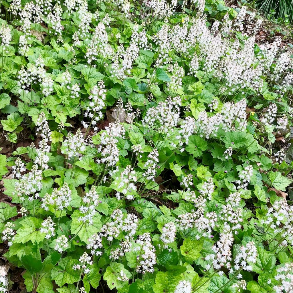 Tiarella cordifolia (Foam Flower) - Cavano's Perennials