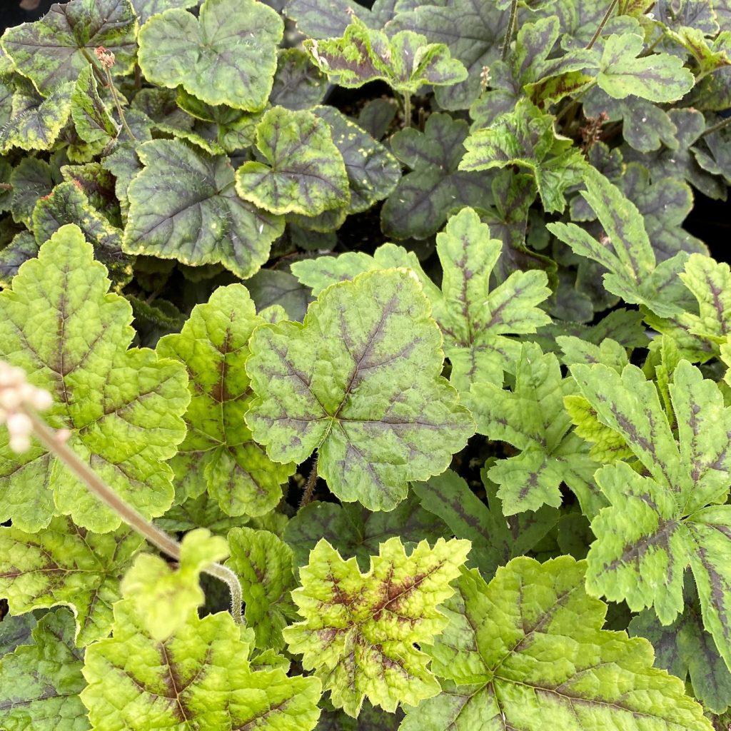 Tiarella ‘New Moon Motley’ (Foamflower) - Cavano’s Perennials