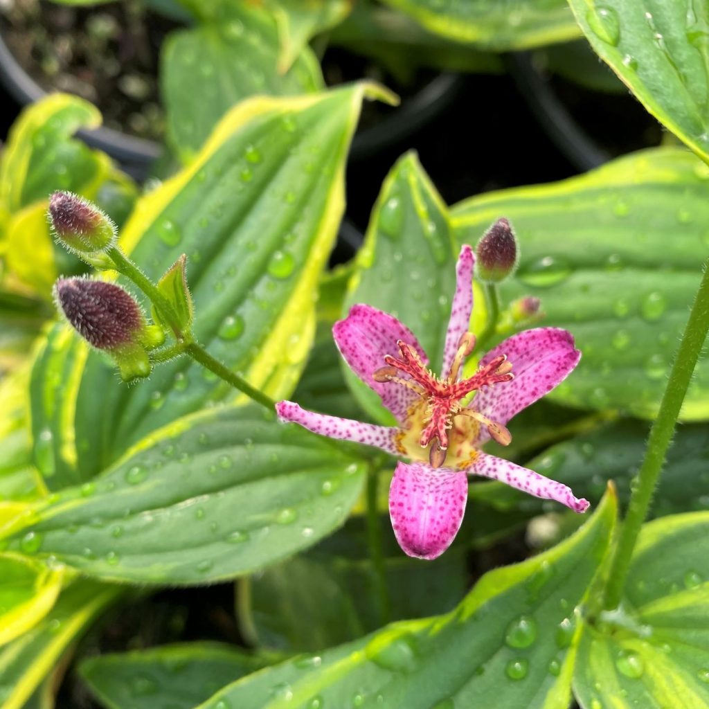 Tricyrtis ‘Samurai’ (Toad Lily) - Cavano's Perennials