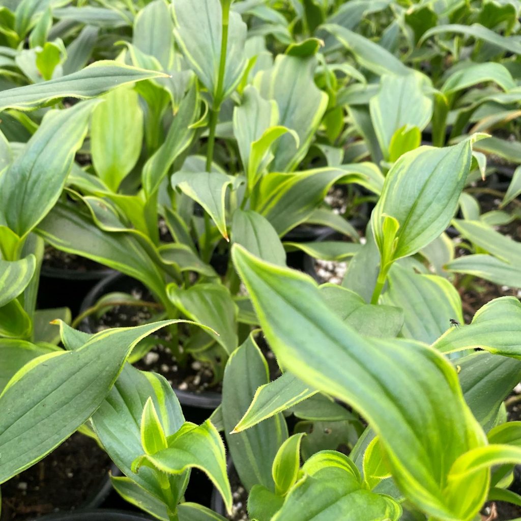 Tricyrtis ‘Samurai’ (Toad Lily) - Cavano's Perennials