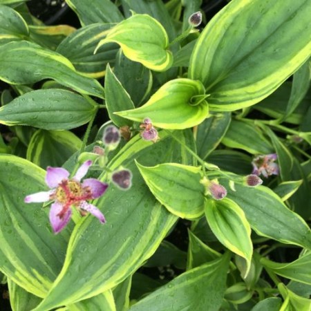 Tricyrtis ‘Samurai’ (Toad Lily) - Cavano’s Perennials