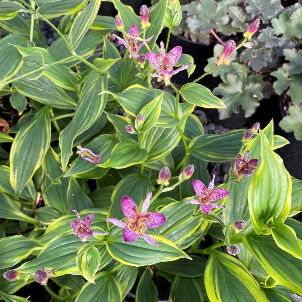 Tricyrtis ‘Samurai’ (Toad Lily) - Cavano’s Perennials