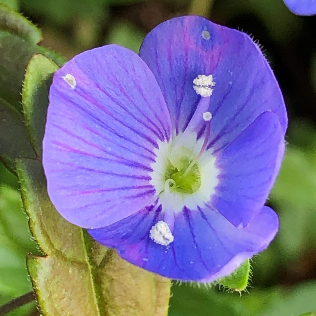 Veronica ped. ‘Georgia Blue’ (Speedwell) - Cavano's Perennials