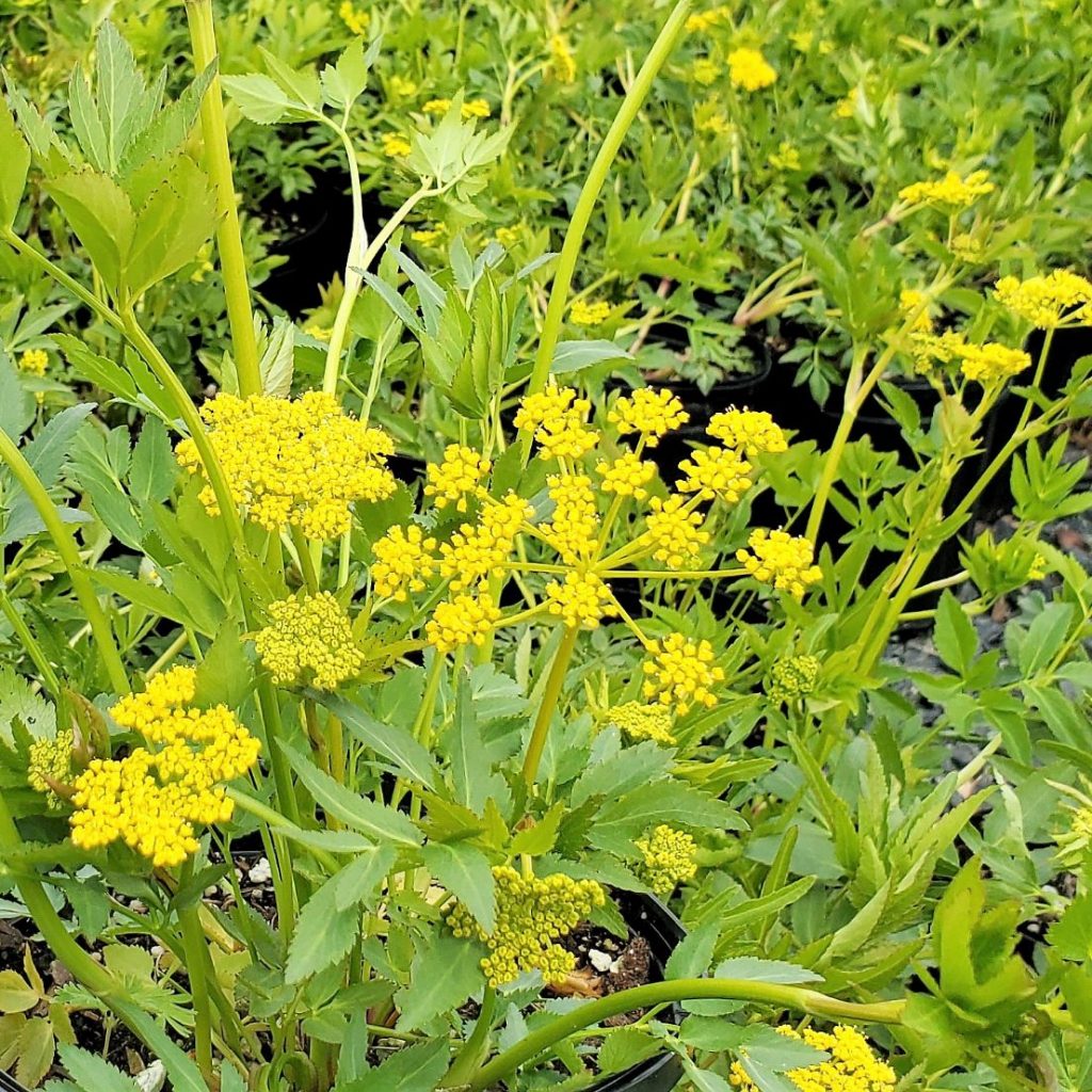 Zizia aurea (Golden Alexander) - Cavano’s Perennials