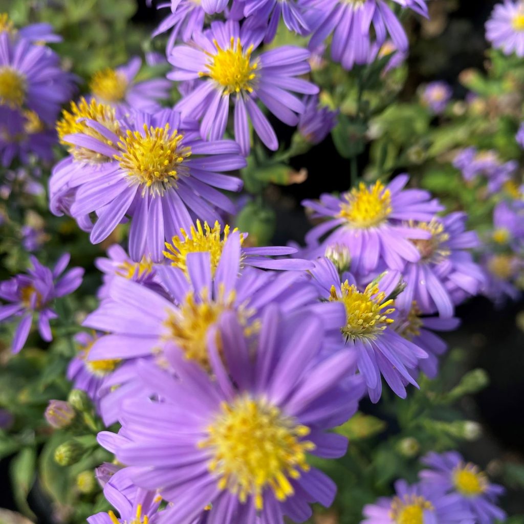 Aster laevis ‘Bluebird’ (Smooth Aster) - Cavano's Perennials
