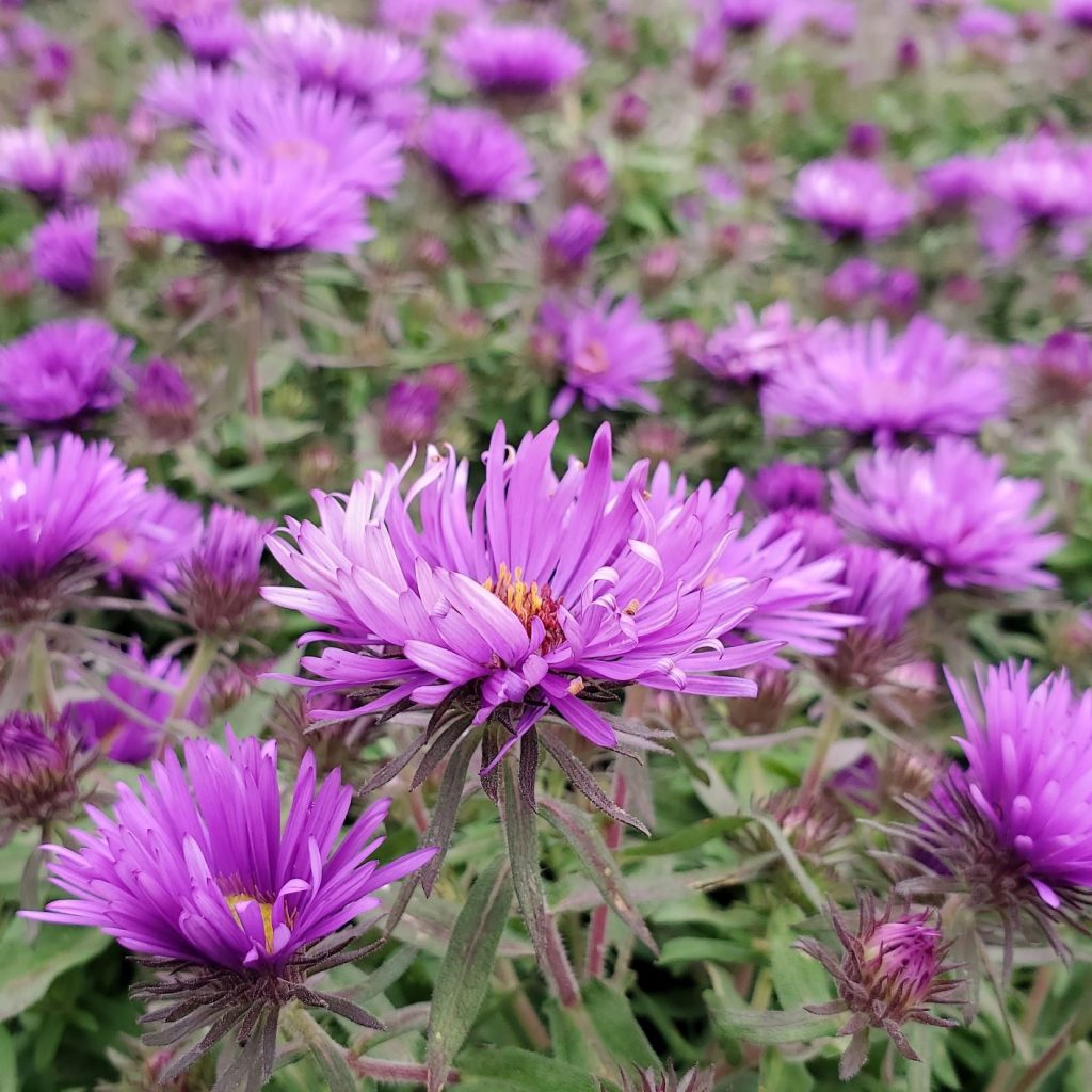 Aster ‘Purple Dome’ (New England Aster) - Cavano's Perennials