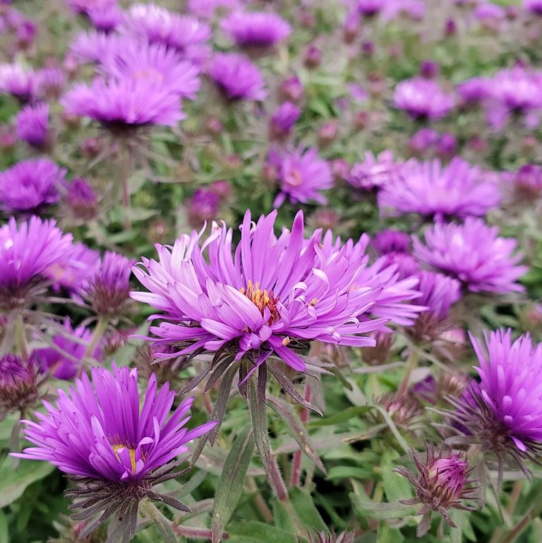 Aster ‘Purple Dome’ (New England Aster) - Cavano’s Perennials
