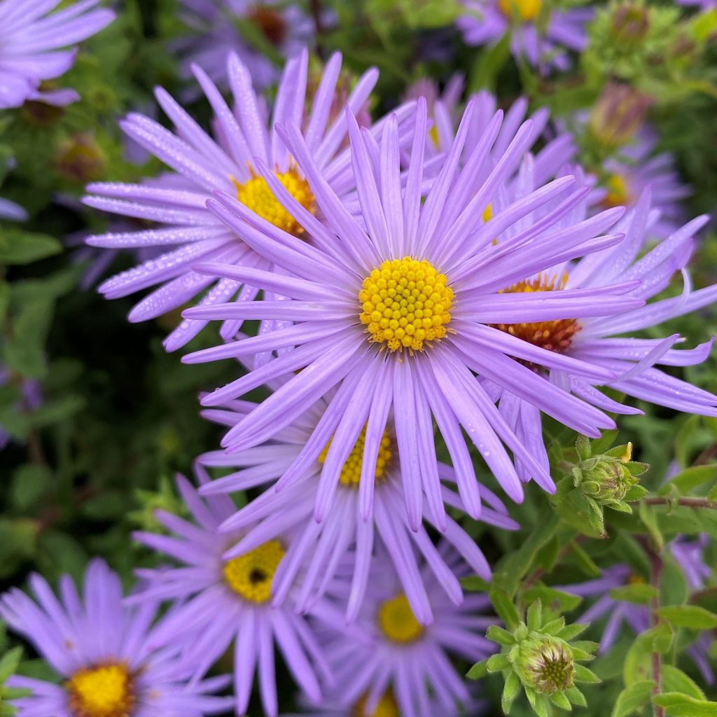 Aster obl. ‘Raydon’s Favorite’ (Aster) - Cavano’s Perennials