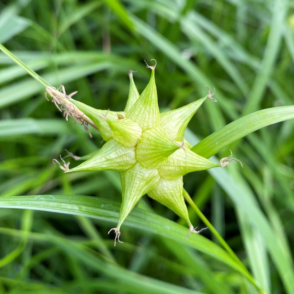 Carex grayi (Gray’s Sedge) - Cavano's Perennials