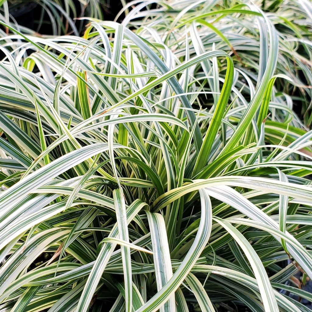 Carex morrowii ‘Silver Sceptre’ (Sedge) - Cavano's Perennials