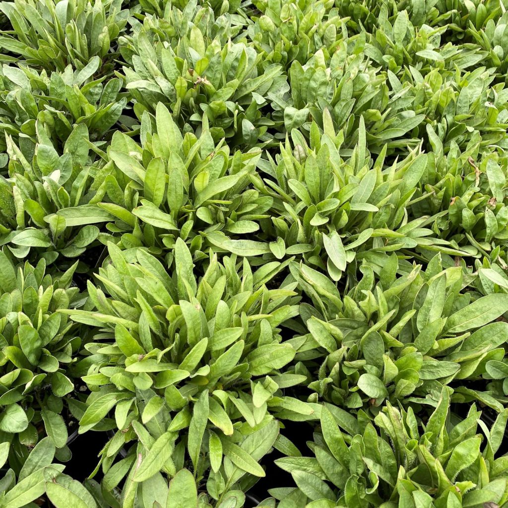 Coreopsis x ‘Baby Sun’ (Tickseed) - Cavano's Perennials