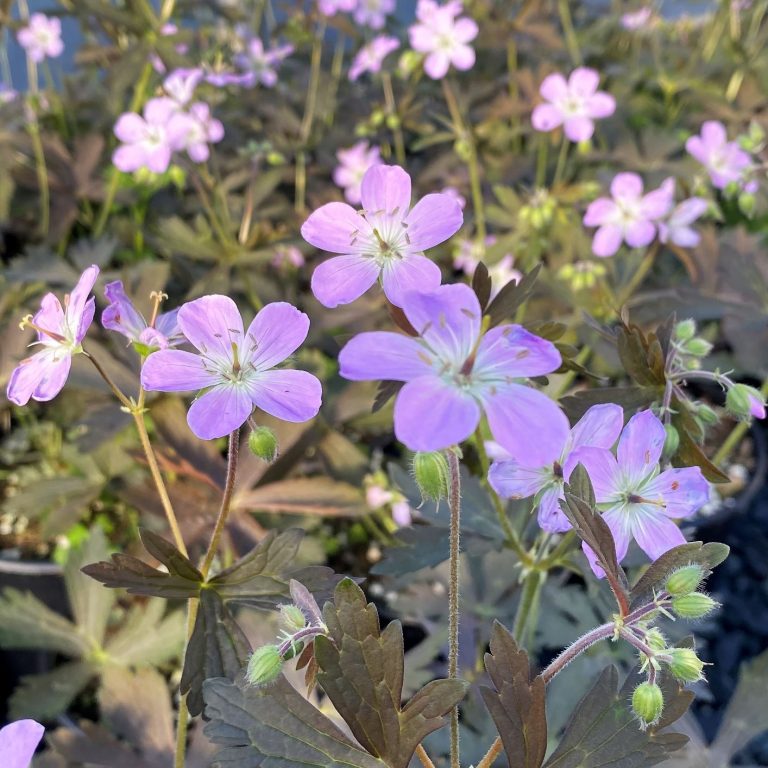 Geranium mac. ‘Espresso’ (Wild Geranium) - Cavano's Perennials