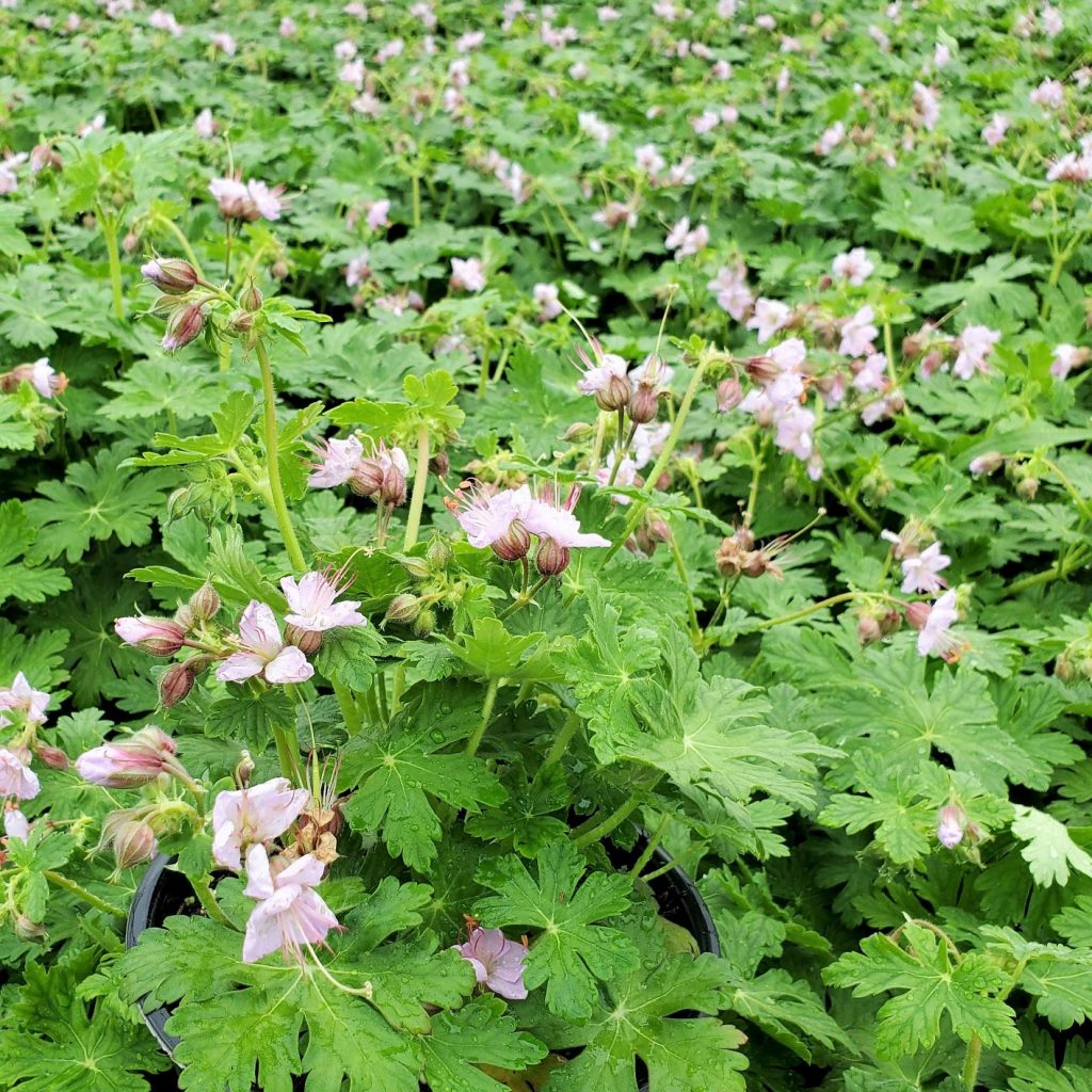 Geranium ‘Ingwersen’s Variety’ - Cavano’s Perennials
