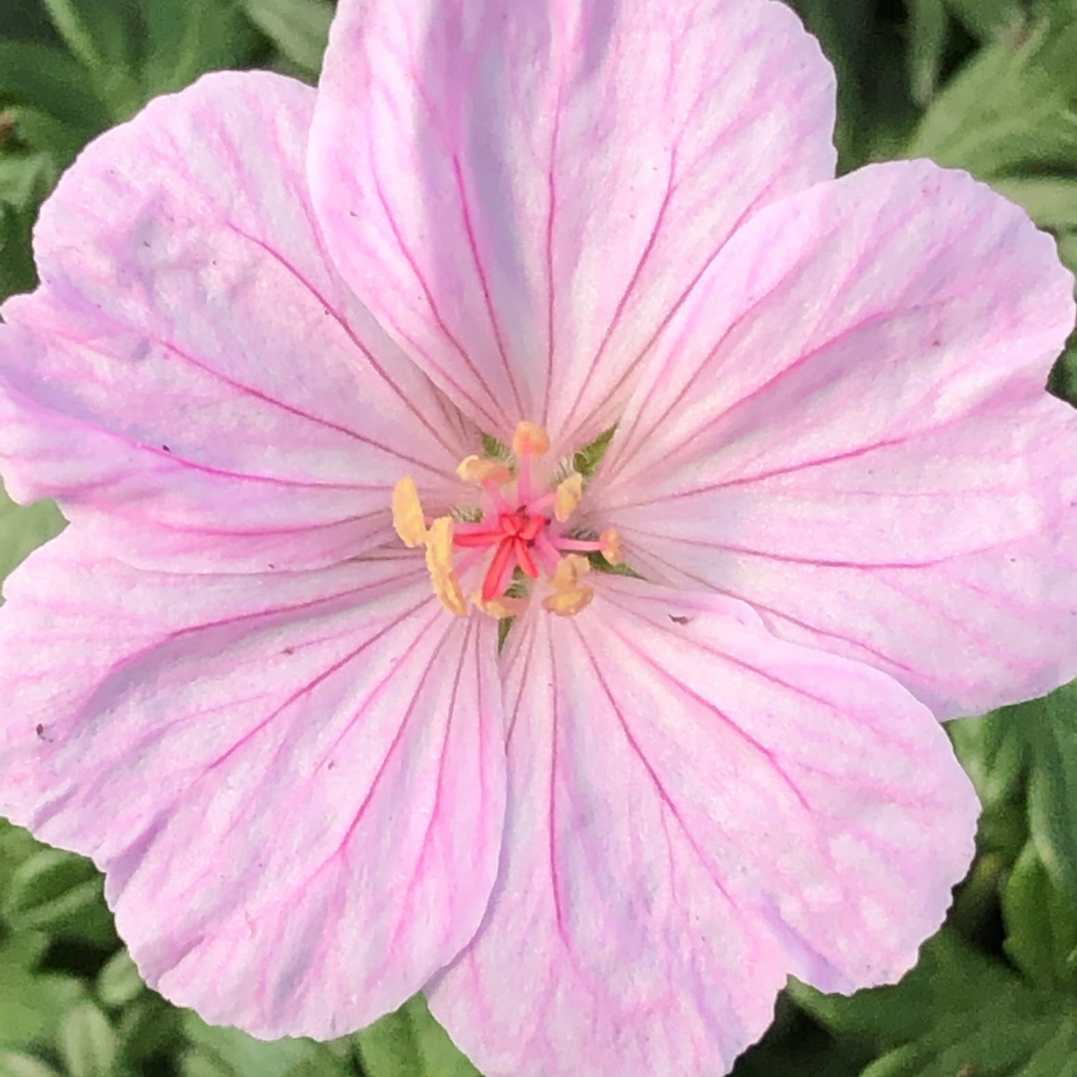 Geranium sanguineum var. striatum (Cranesbill) - Cavano’s Perennials