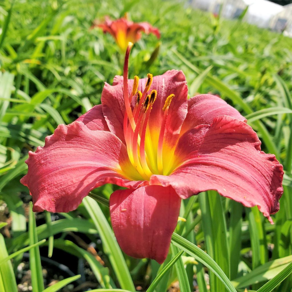 Hemerocallis x ‘Pardon Me’ (Daylily) - Cavano's Perennials