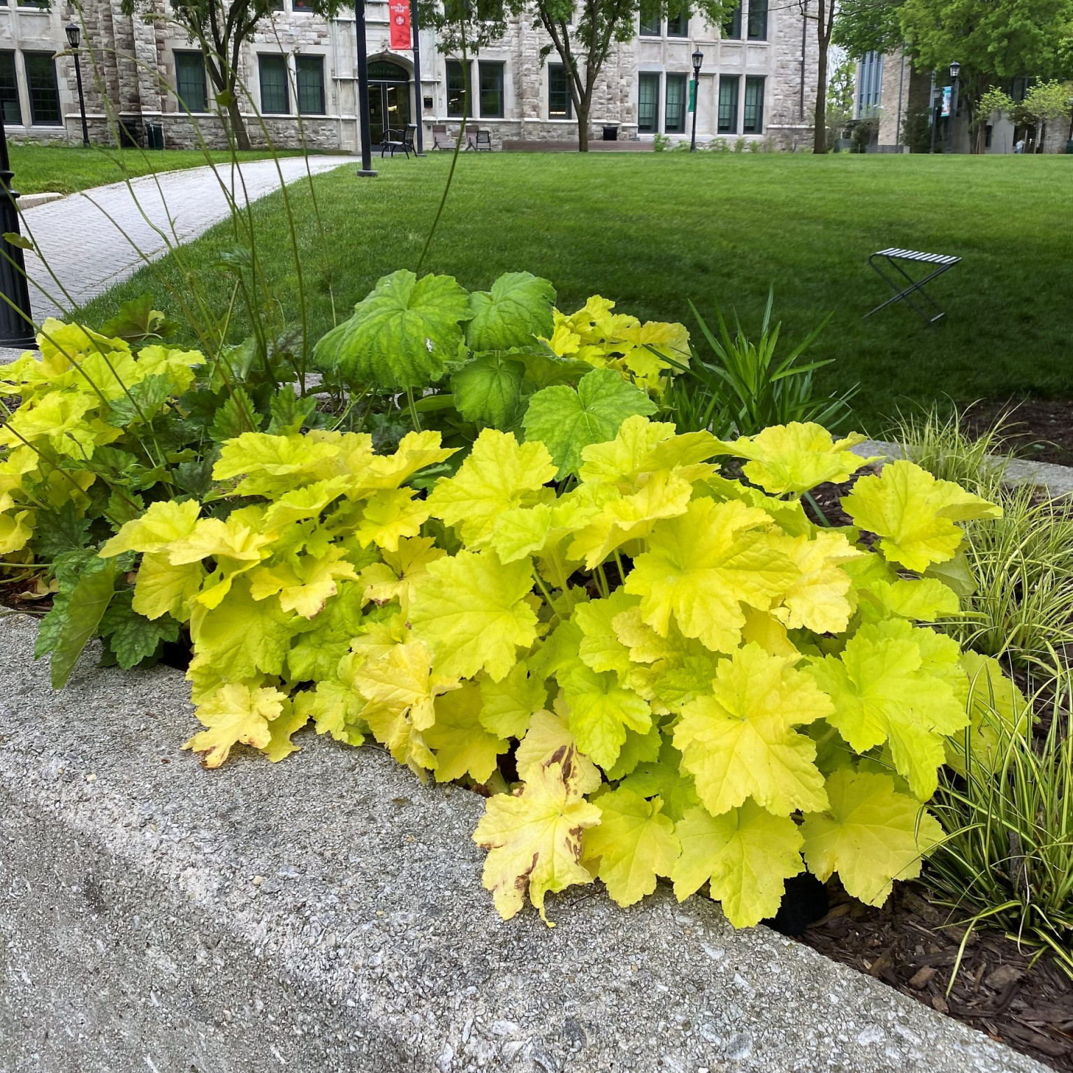 Heuchera villosa ‘Citronelle’ (Coral Bells) - Cavano's Perennials