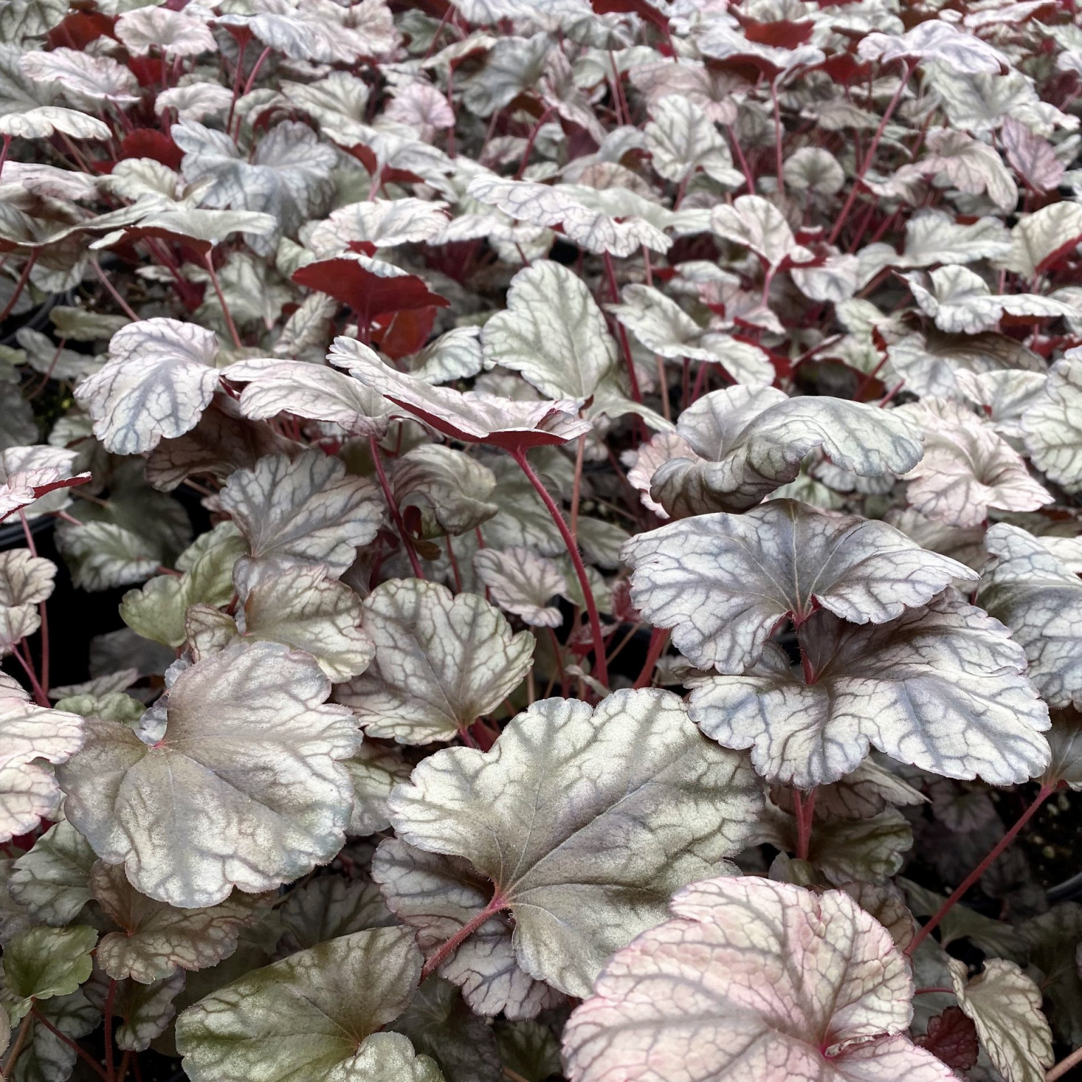 Heuchera ‘Silver Scrolls’ (Coral Bells) - Cavano’s Perennials