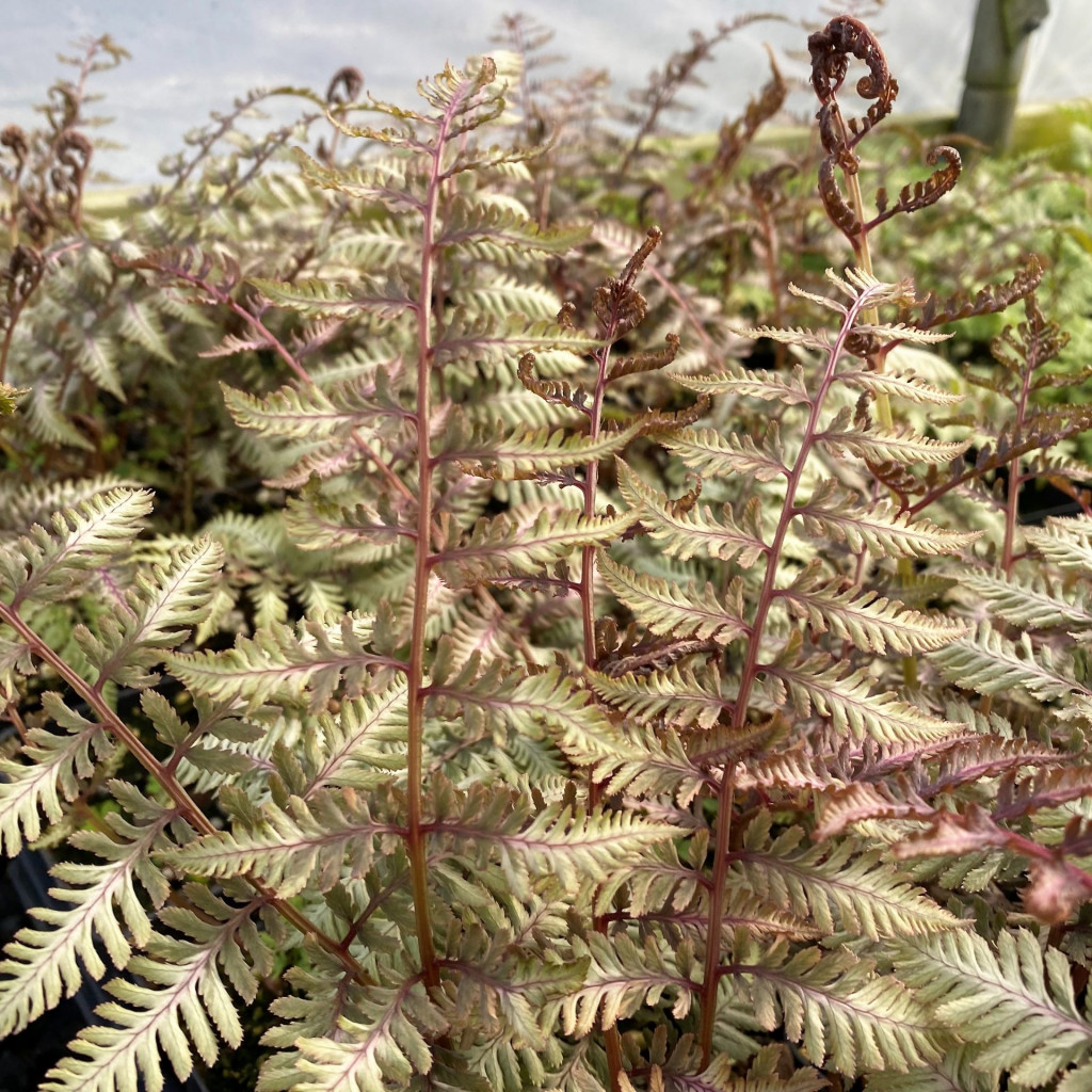 Athyrium niponicum (Japanese Painted Fern) - Cavano’s Perennials