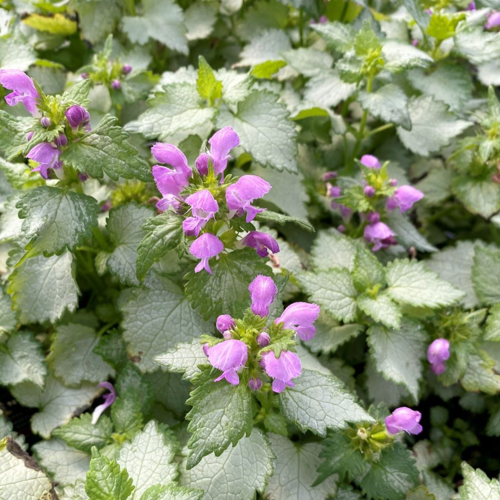 Lamium maculatum ‘Ghost’ (Dead Nettle) - Cavano’s Perennials