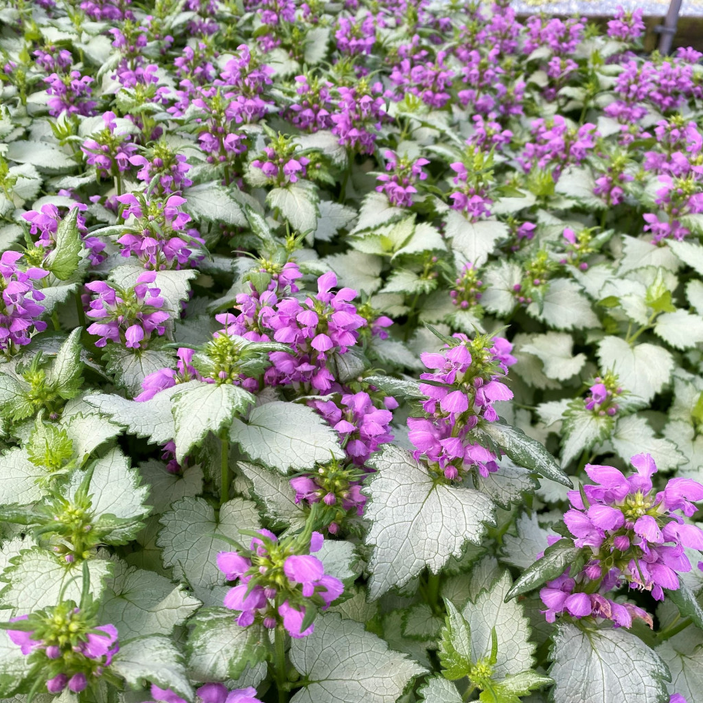 Lamium maculatum ‘Ghost’ (Dead Nettle) - Cavano’s Perennials