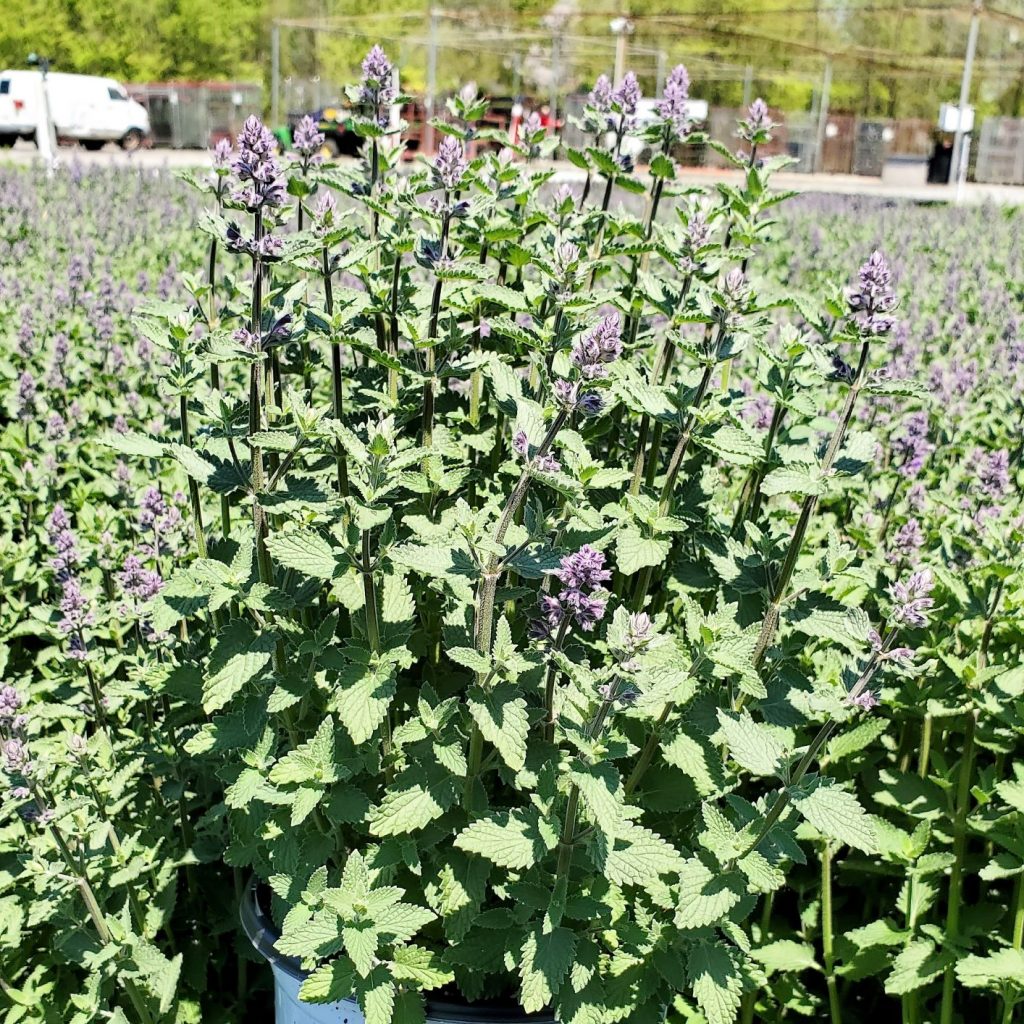 Nepeta faassenii ‘Cat’s Meow’ (Catmint) - Cavano's Perennials