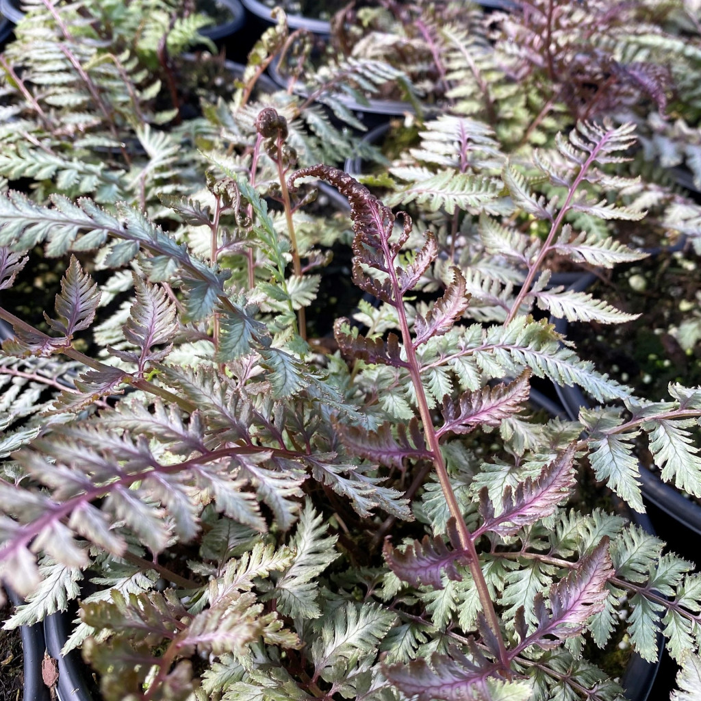Athyrium ‘Regal Red’ - Cavano's Perennials