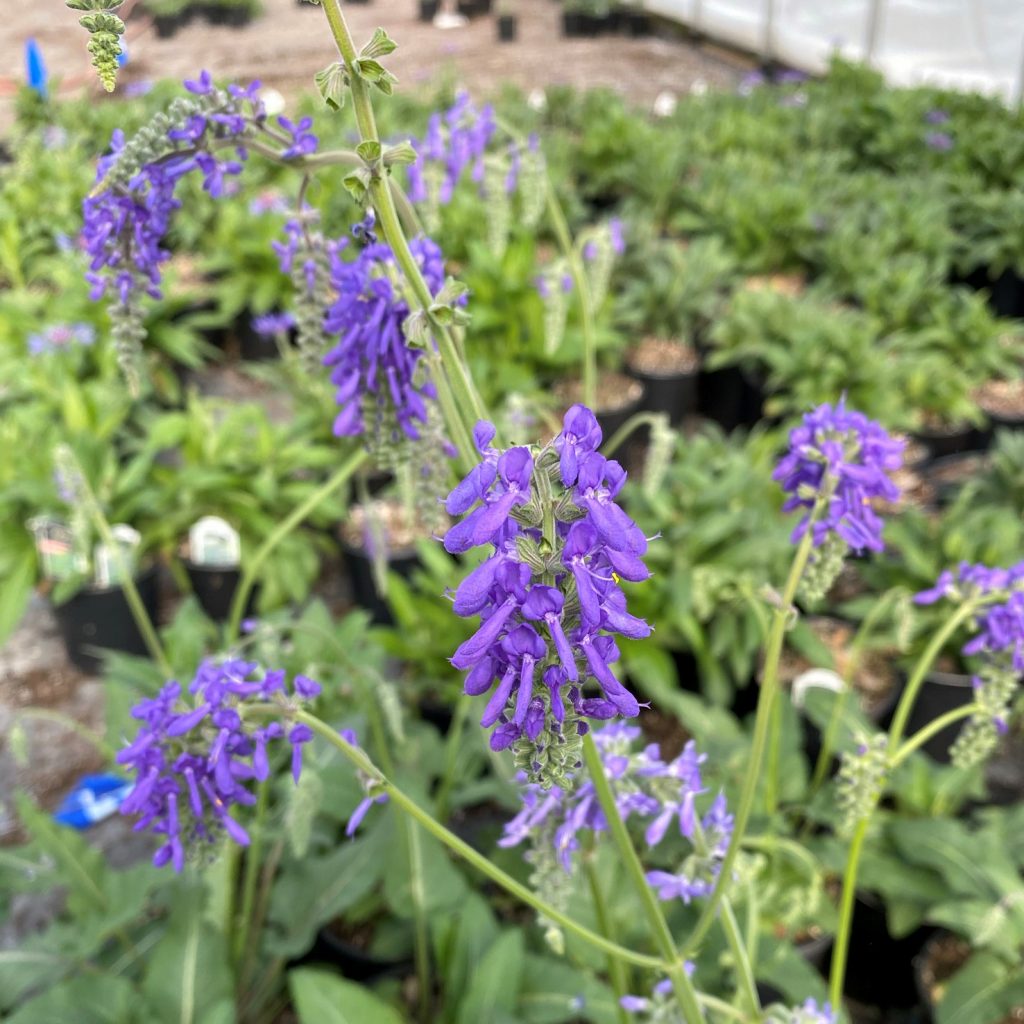 Salvia nutans (Nodding Sage) - Cavano’s Perennials