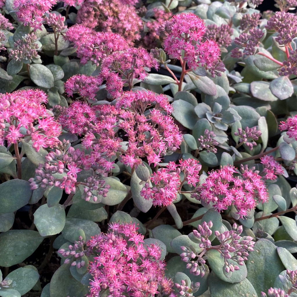 Sedum ‘Dazzleberry’ (Stonecrop) - Cavano’s Perennials