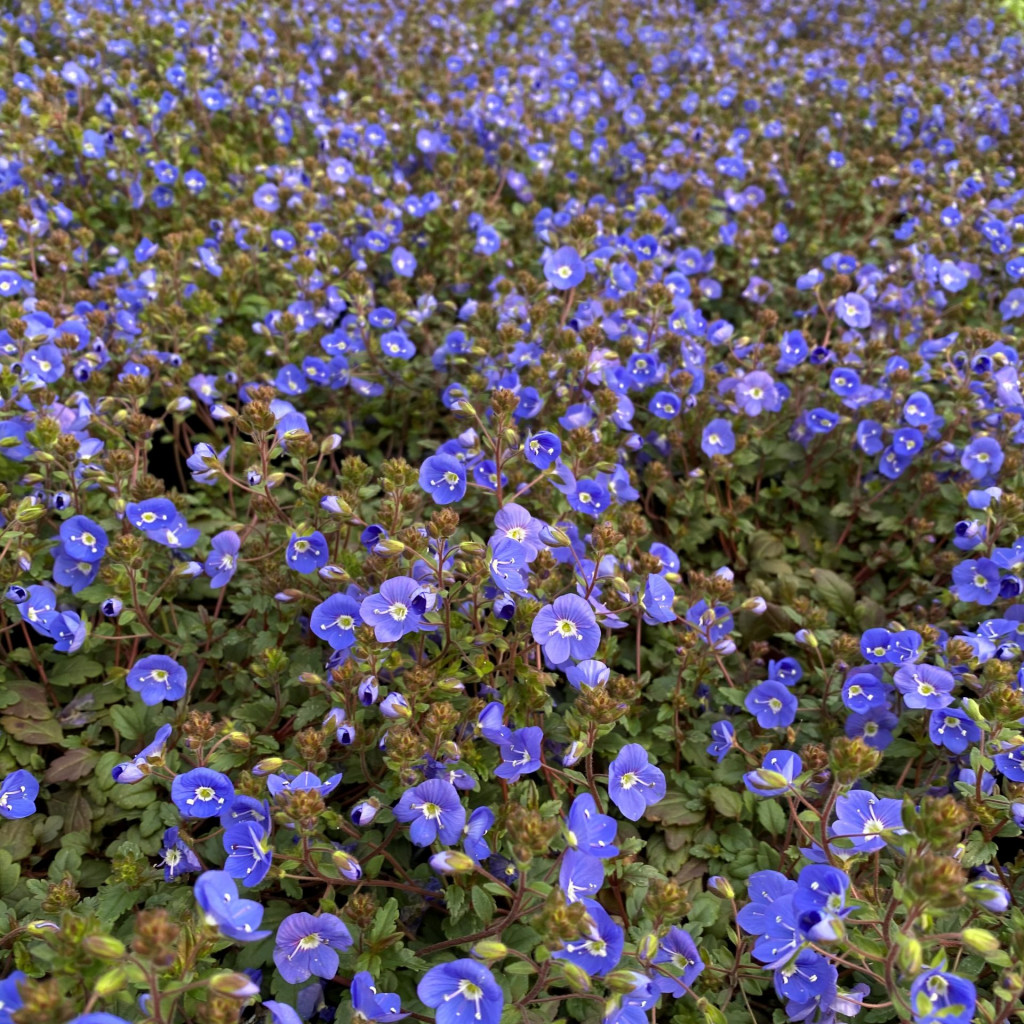 Veronica ped. ‘Georgia Blue’ (Speedwell) - Cavano's Perennials