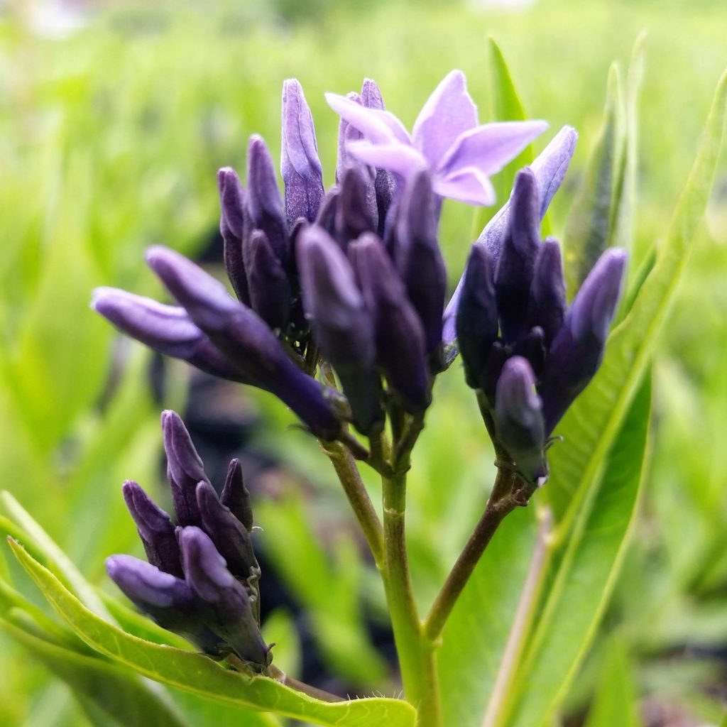 Amsonia x ‘Blue Ice’ (Bluestar) - Cavano’s Perennials