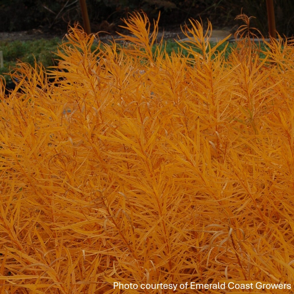 Amsonia x Butterscotch™ (Blue Star) - Cavano’s Perennials
