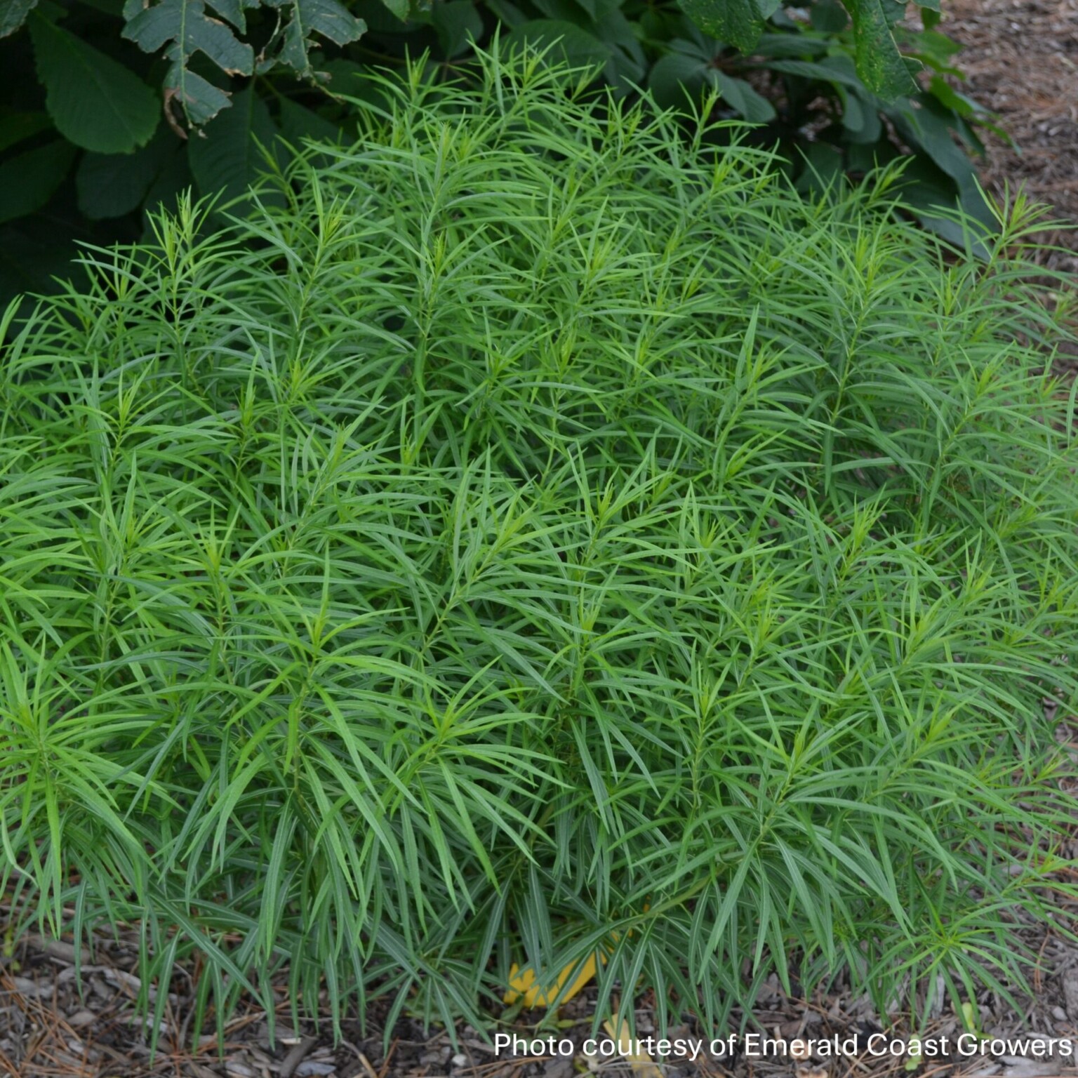 Amsonia x Butterscotch™ (Blue Star) - Cavano’s Perennials