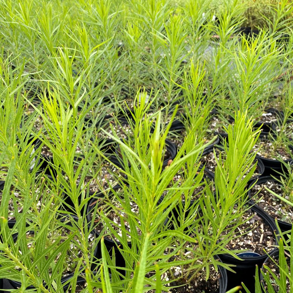Amsonia x ‘Butterscotch’ (Blue Star) - Cavano's Perennials