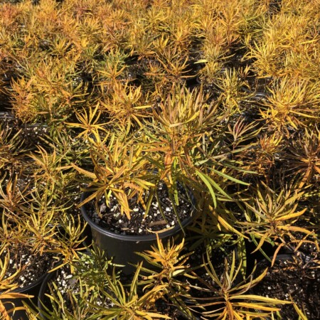 Amsonia x Butterscotch™ (Blue Star) - Cavano’s Perennials