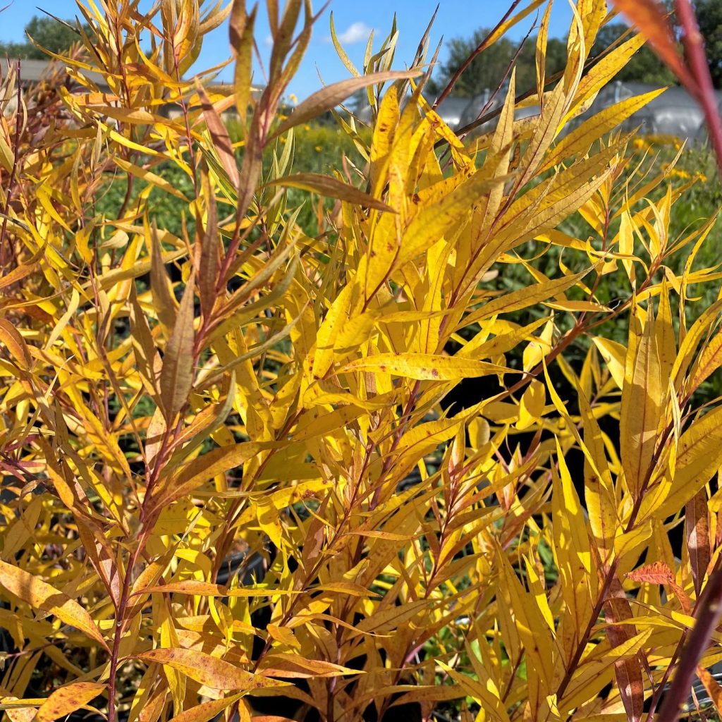 Amsonia x ‘Blue Ice’ (Bluestar) - Cavano’s Perennials