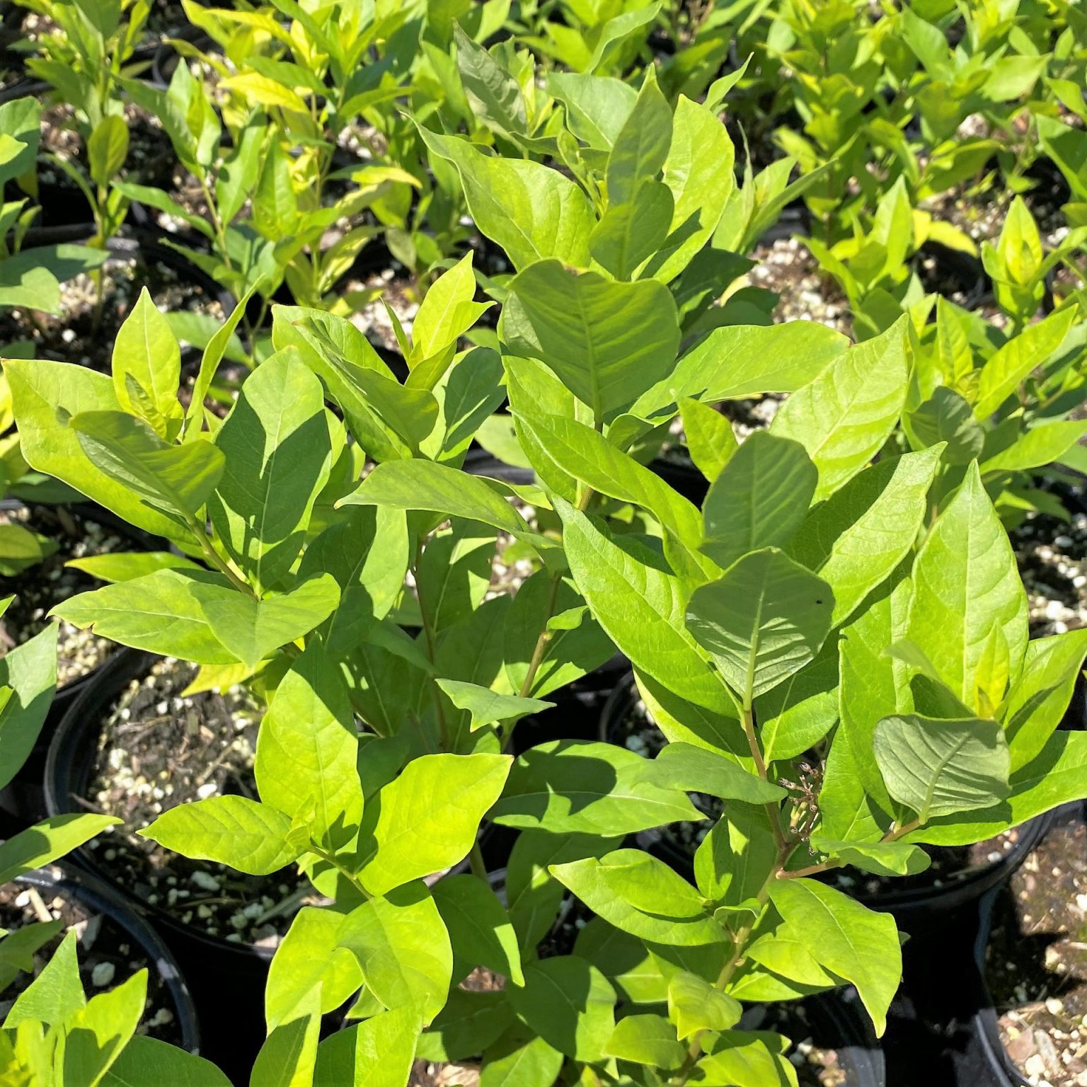 Amsonia tabernaemontana (Eastern Blue Star) - Cavano's Perennials