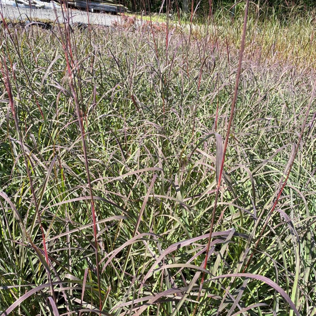 Grasses - Cavano's Perennials