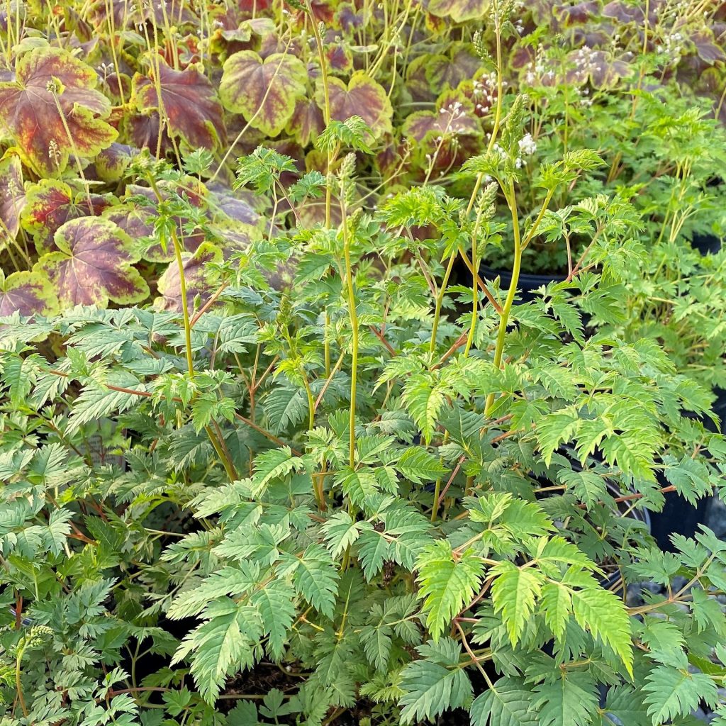 Aruncus aethusifolius (Dwarf Goat’s Beard) - Cavano’s Perennials