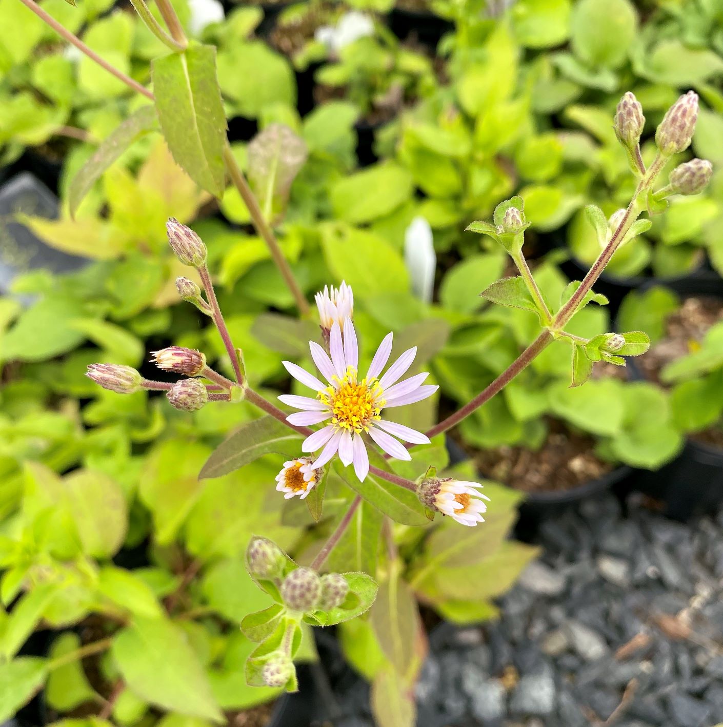 Aster macrophyllus (Big Leaf Aster) - Cavano's Perennials