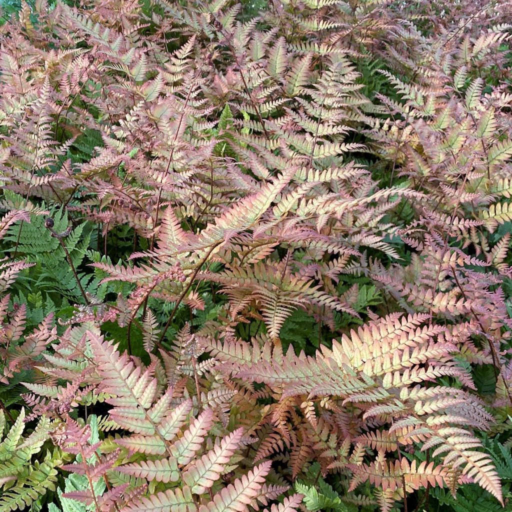 Ferns - Cavano’s Perennials